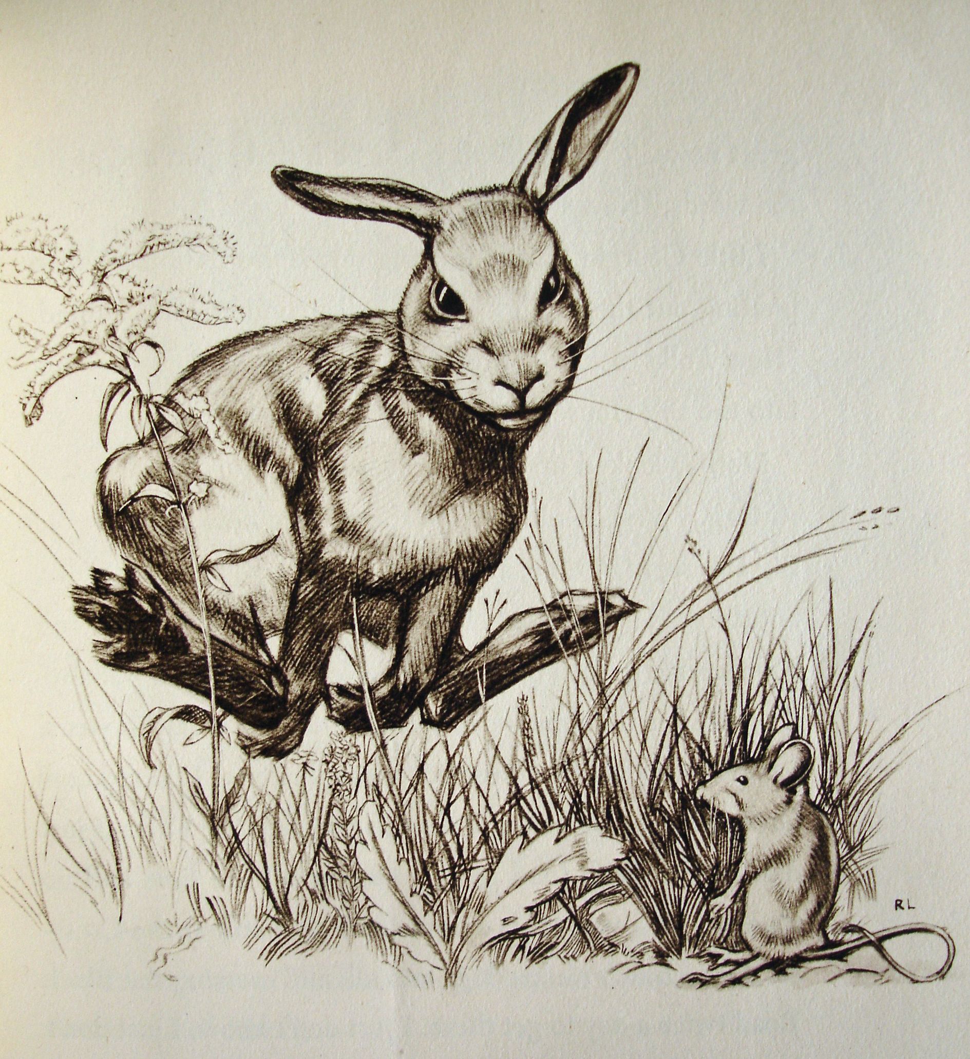 Rabbit Hill | 100bookseverychildshouldreadbeforegrowingup